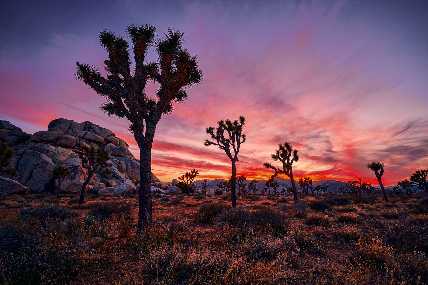 Joshua Tree National Park | 絶景が堪能できるジョシュアツリーの一大自生地 – plusroadtrip